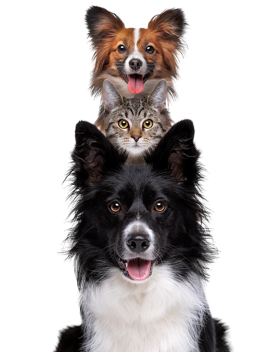 Booking | Humber Summit K9